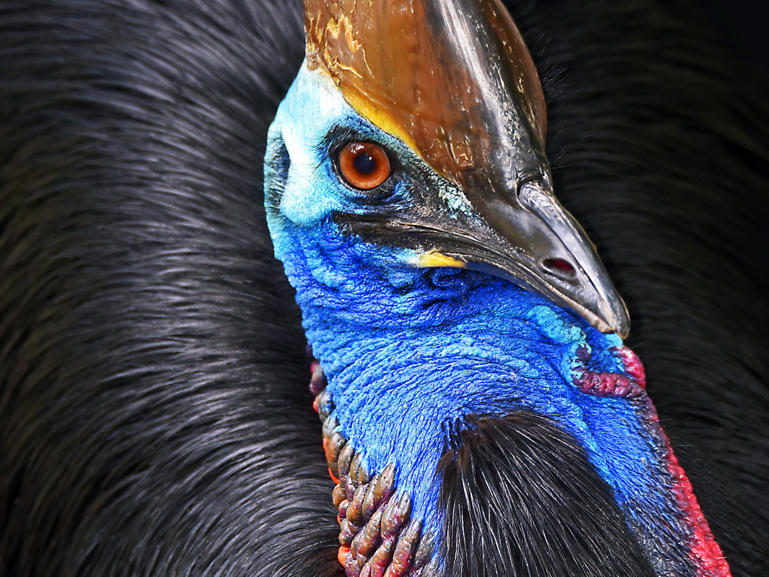 Rainforest marked for development - TheVocalMinority